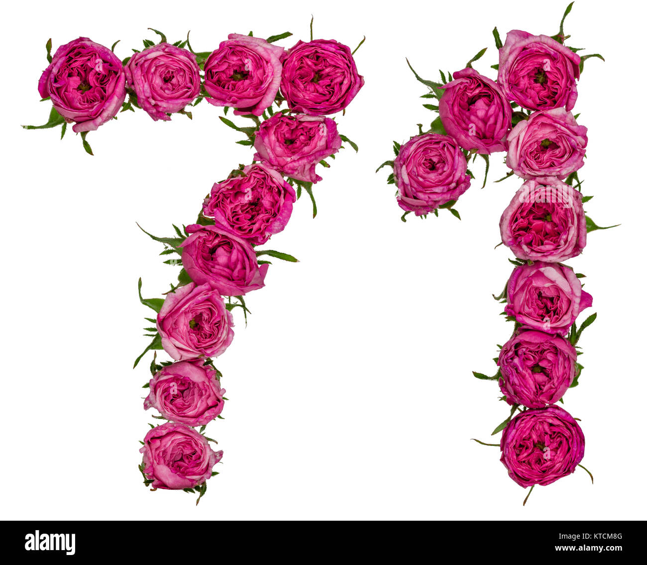 Arabic numeral 71, seventy one, from red flowers of rose, isolated on ...