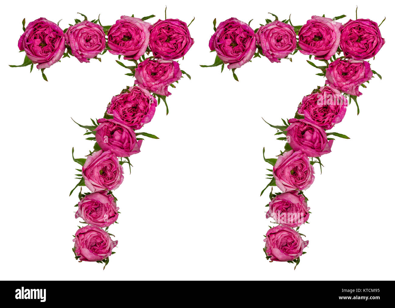 Arabic numeral 77, seventy seven, from red flowers of rose, isolated on ...