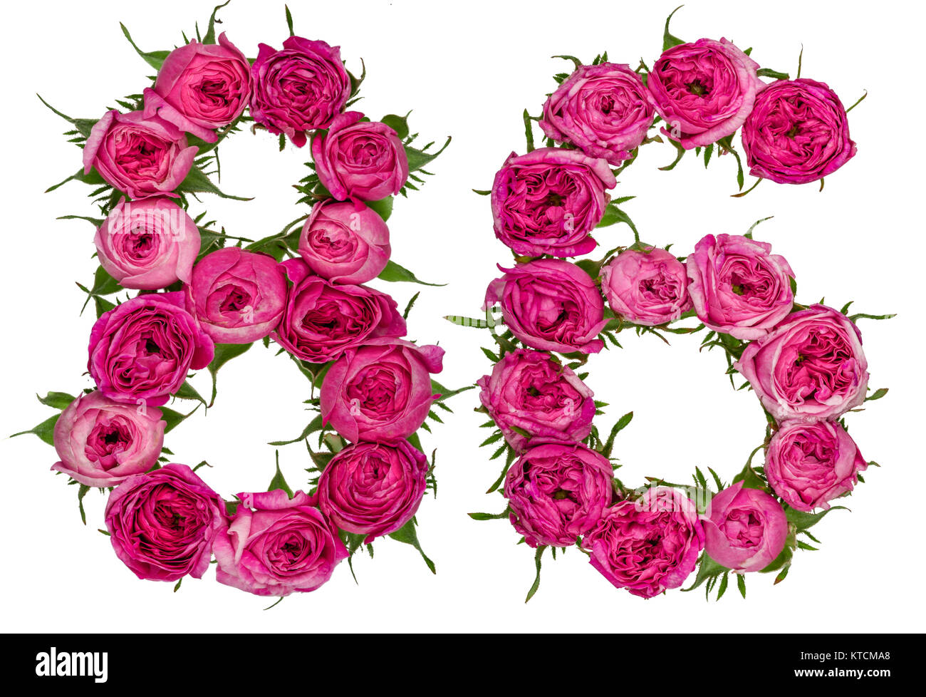 Arabic numeral 86, eighty six, from red flowers of rose, isolated on ...
