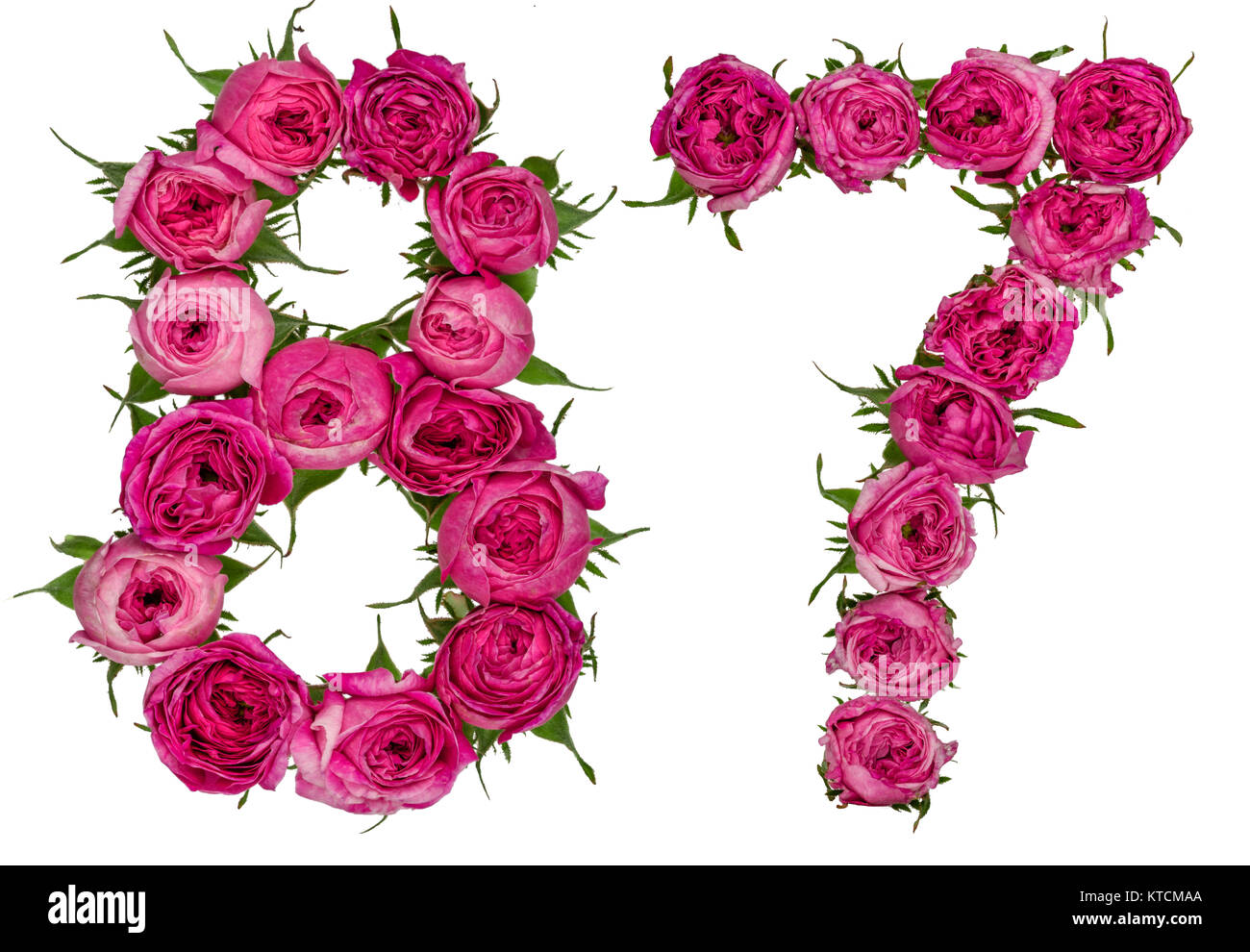 Arabic numeral 87, eighty seven, from red flowers of rose, isolated on ...