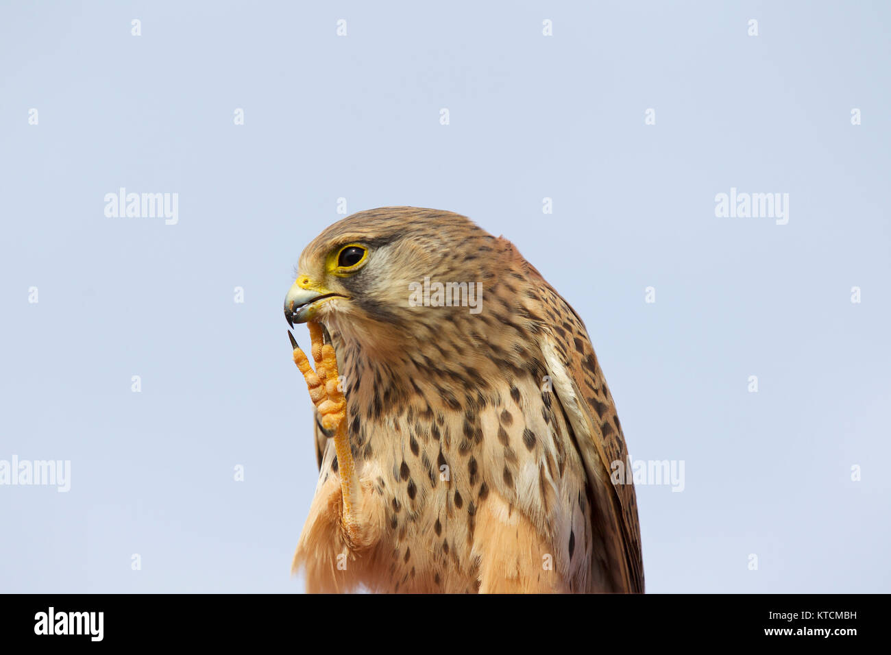 Proud bird of prey falcon family, Cyprus Stock Photo - Alamy