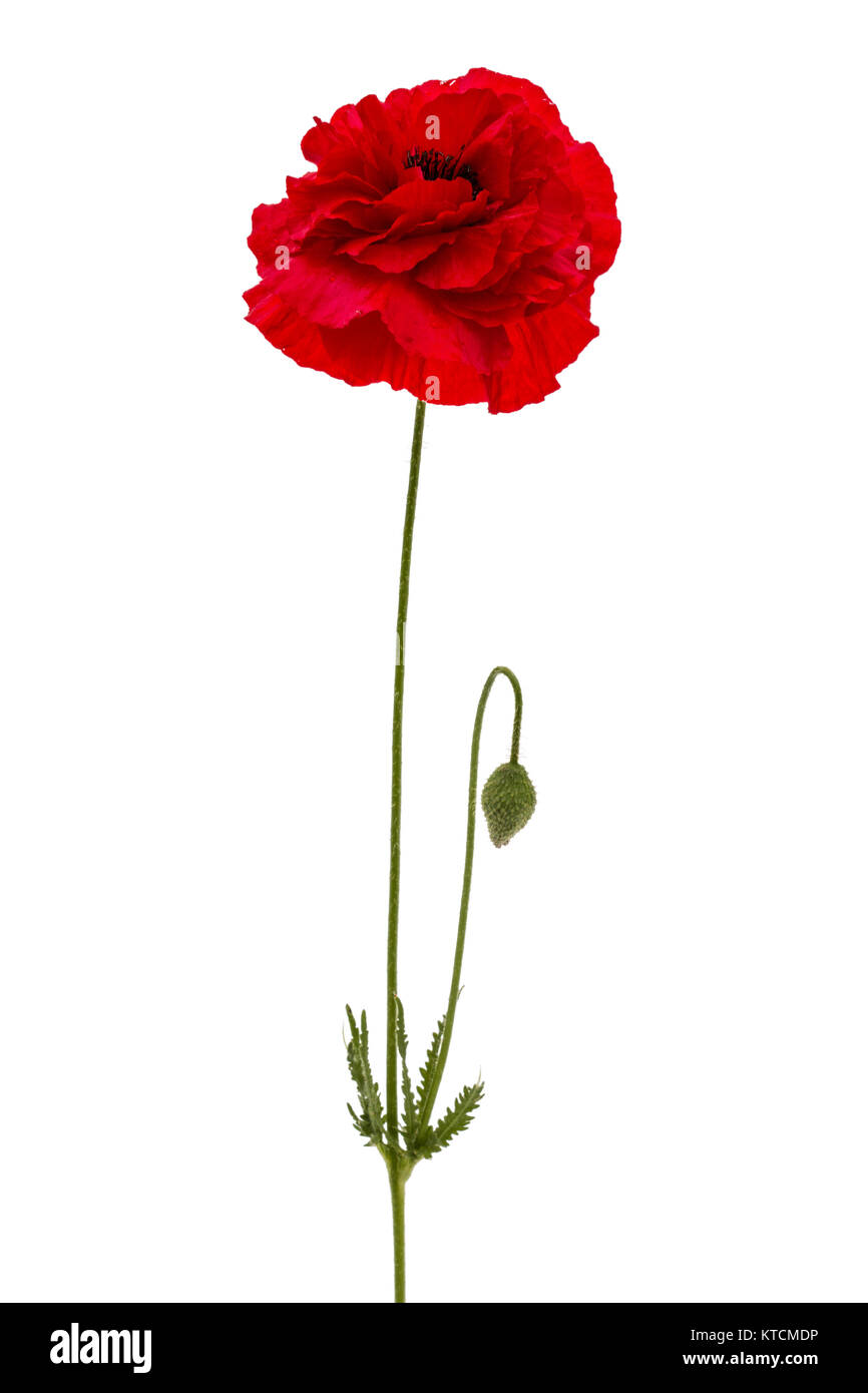 Flower of red poppy, lat. Papaver, isolated on white background Stock ...