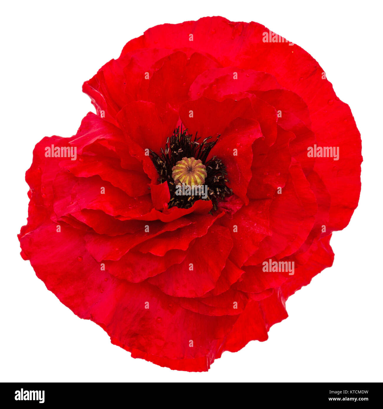 Flower of red poppy, lat. Papaver, isolated on white background Stock ...