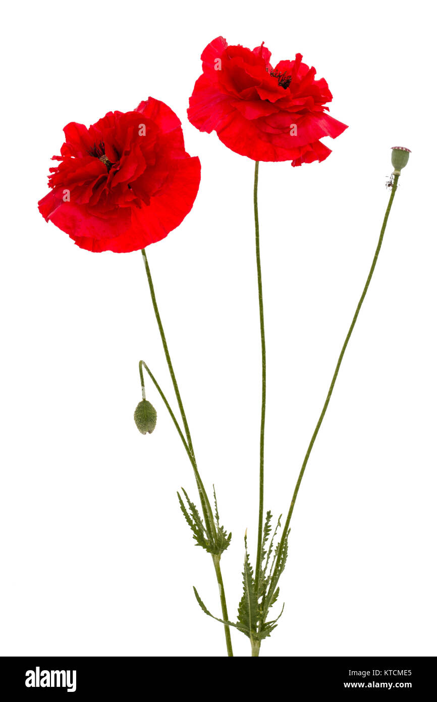 Flowers of red poppy, lat. Papaver, isolated on white background Stock ...