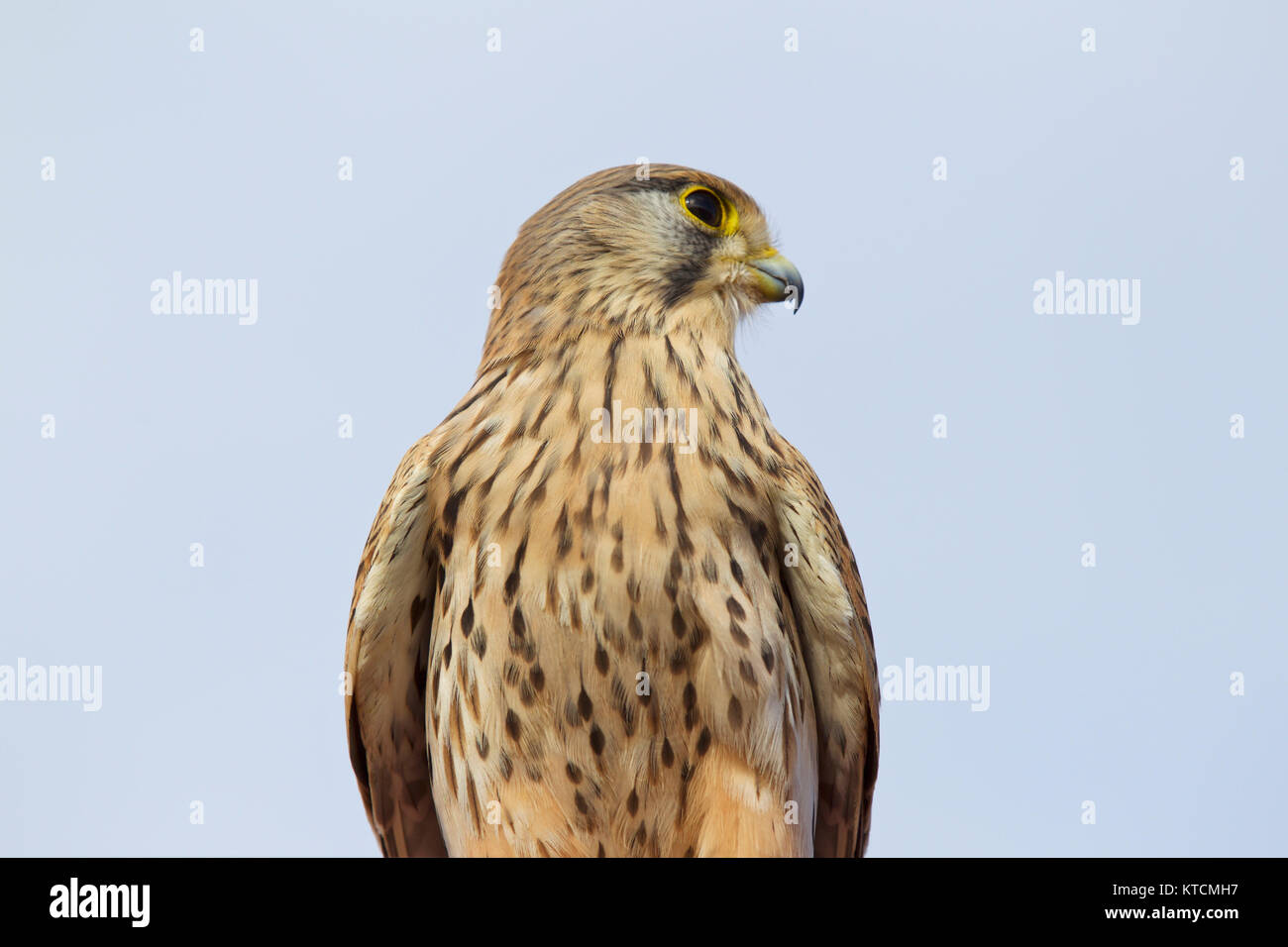 Proud bird of prey falcon family, Cyprus Stock Photo - Alamy