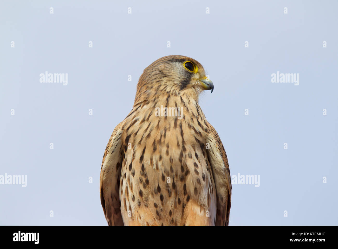 Proud bird of prey falcon family, Cyprus Stock Photo - Alamy