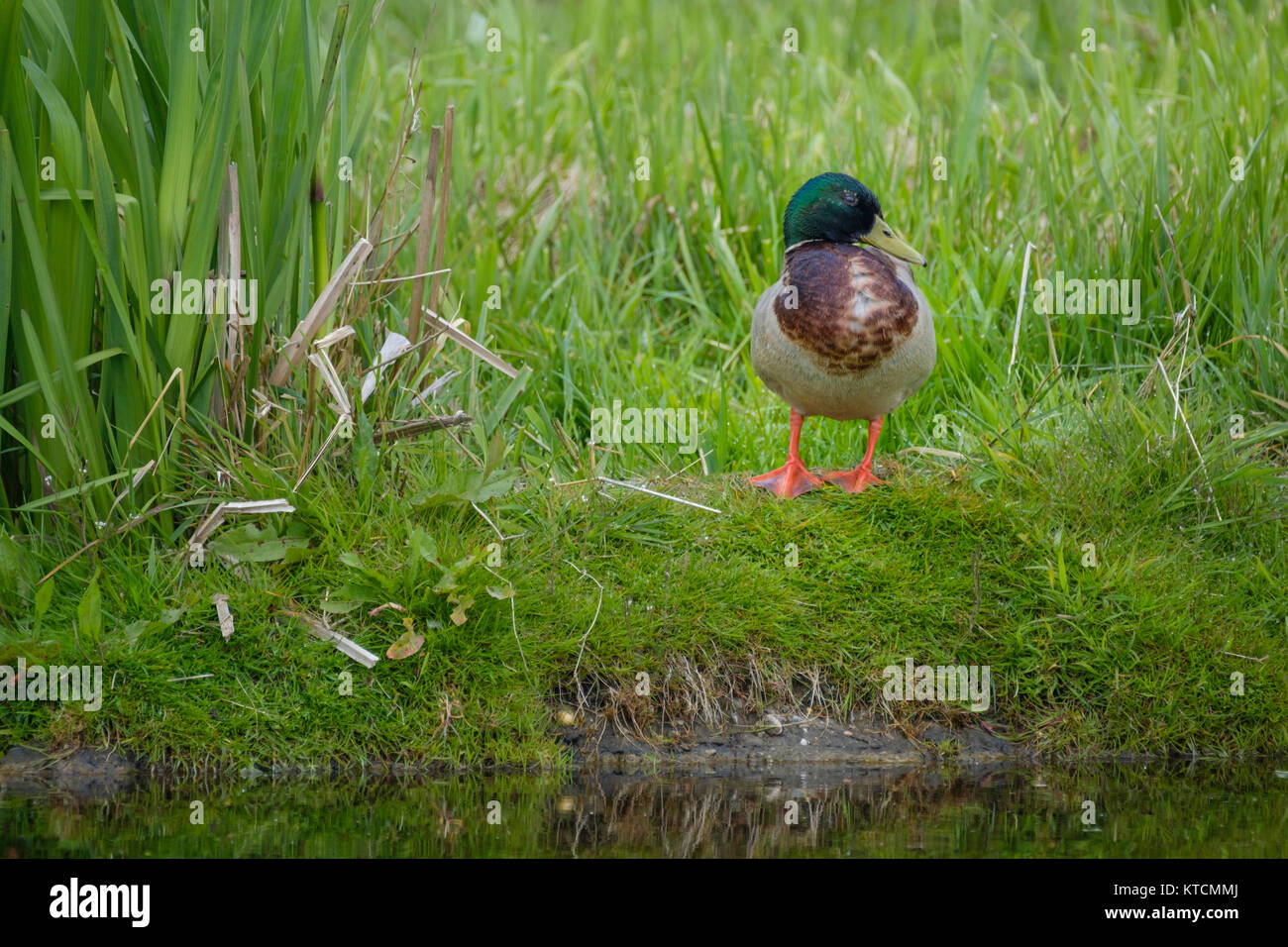 duck stands between the grass on the waterfront Stock Photo - Alamy