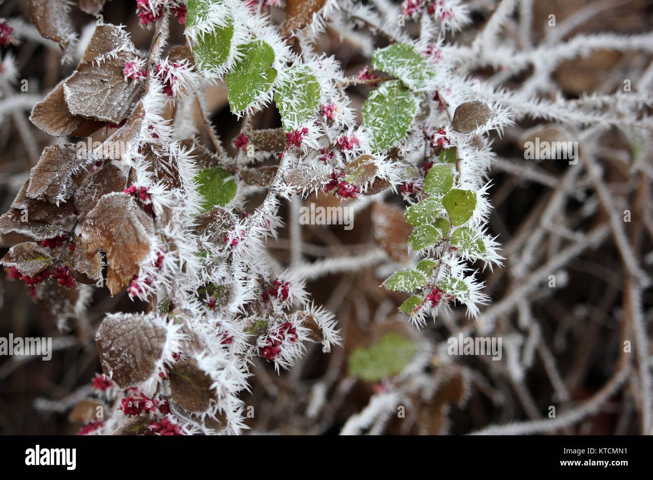 Winter bush with morning frost, a close-up colorful winter nature ...