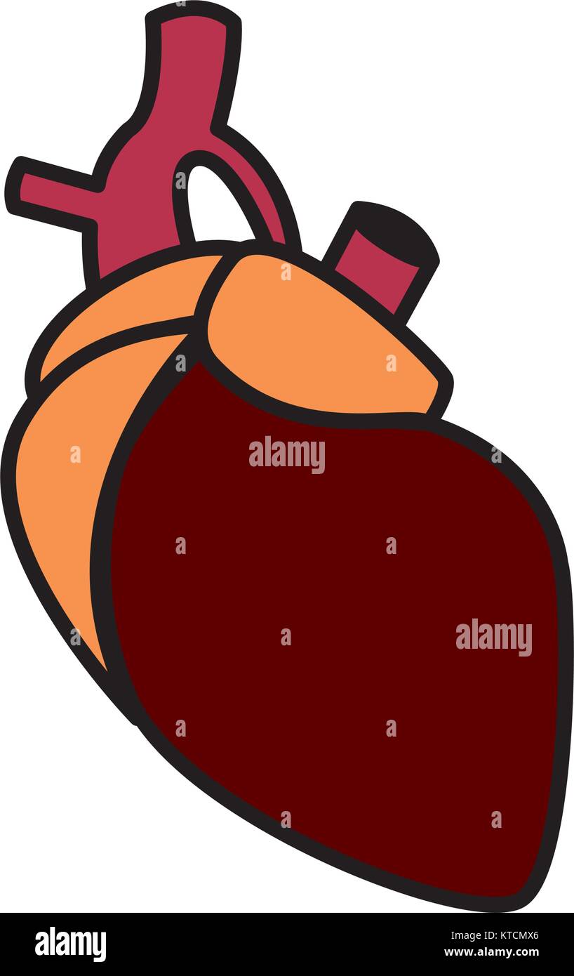 Human heart symbol Stock Vector Image & Art - Alamy