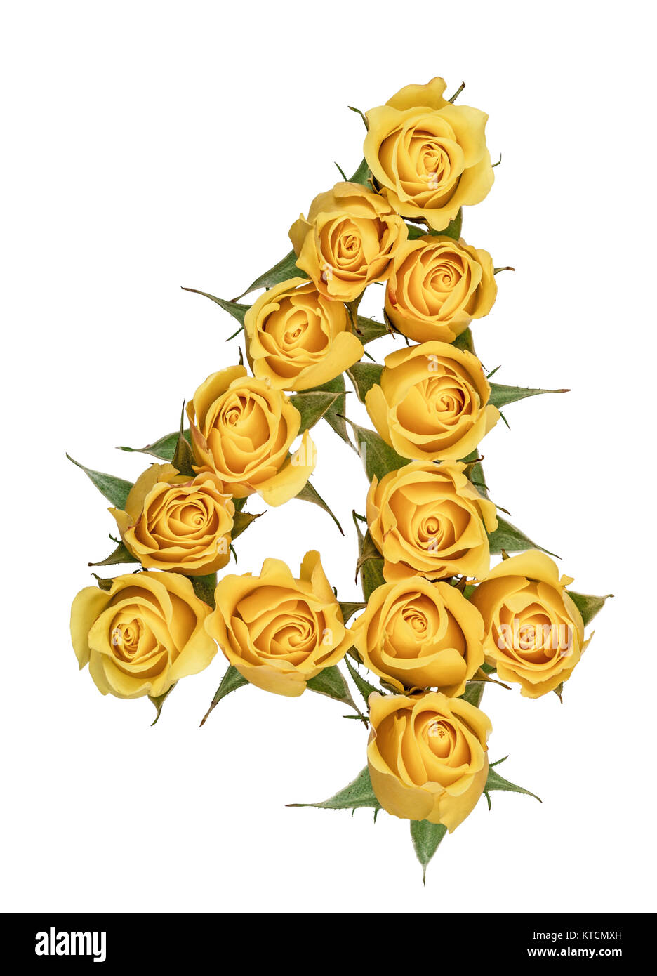 Arabic numeral 4, four, from yellow flowers of rose, isolated on white ...