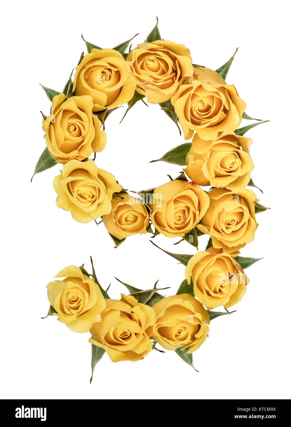 Arabic numeral 9, nine, from yellow flowers of rose, isolated on white ...