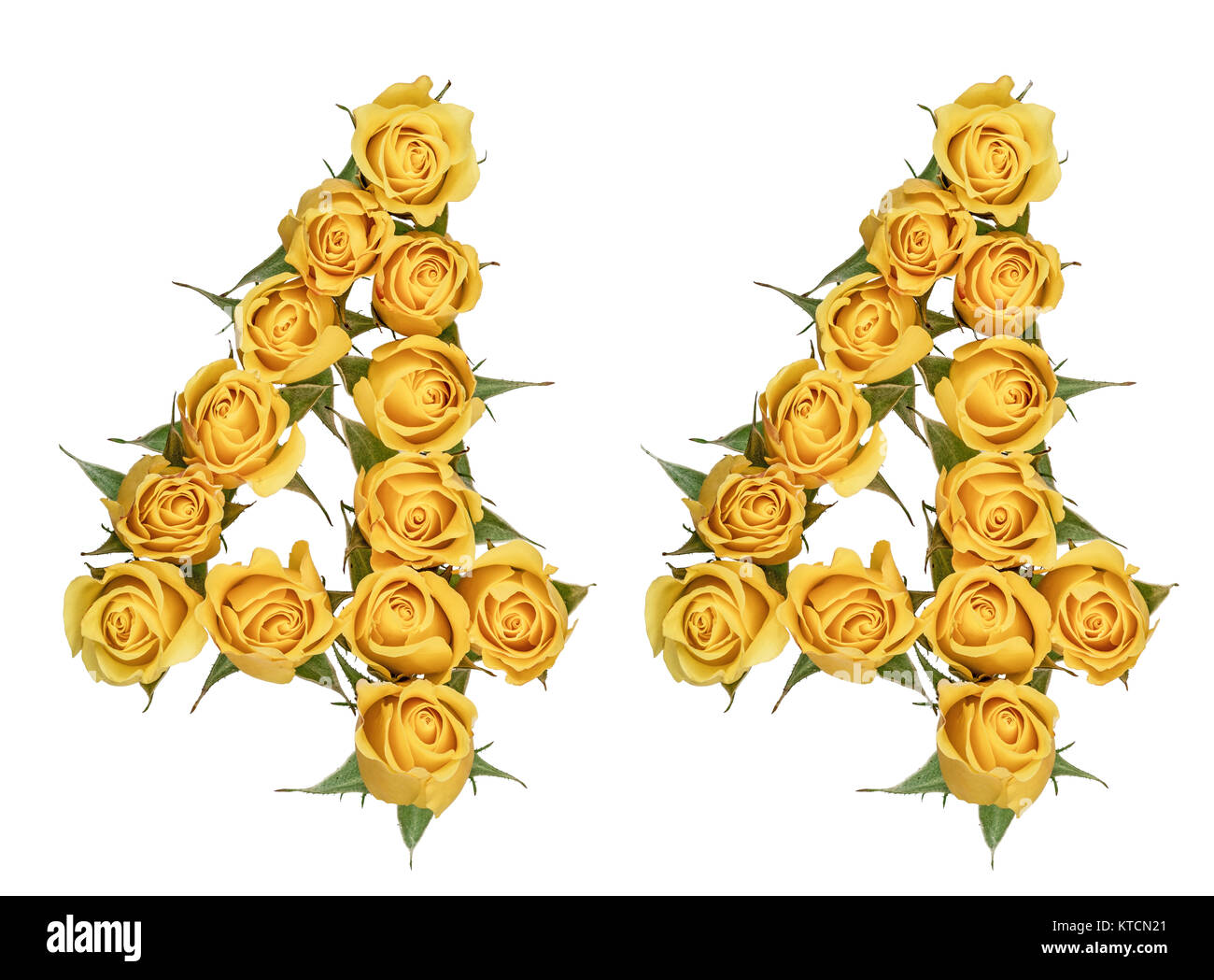 Arabic numeral 44, forty four, from yellow flowers of rose, isolated on ...