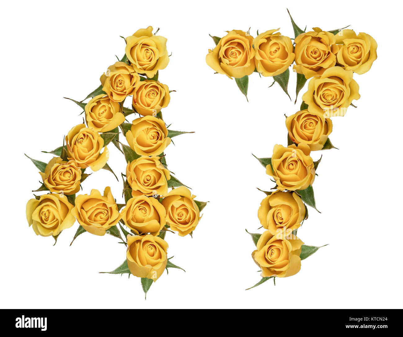 Arabic numeral 47, forty seven, from yellow flowers of rose, isolated ...