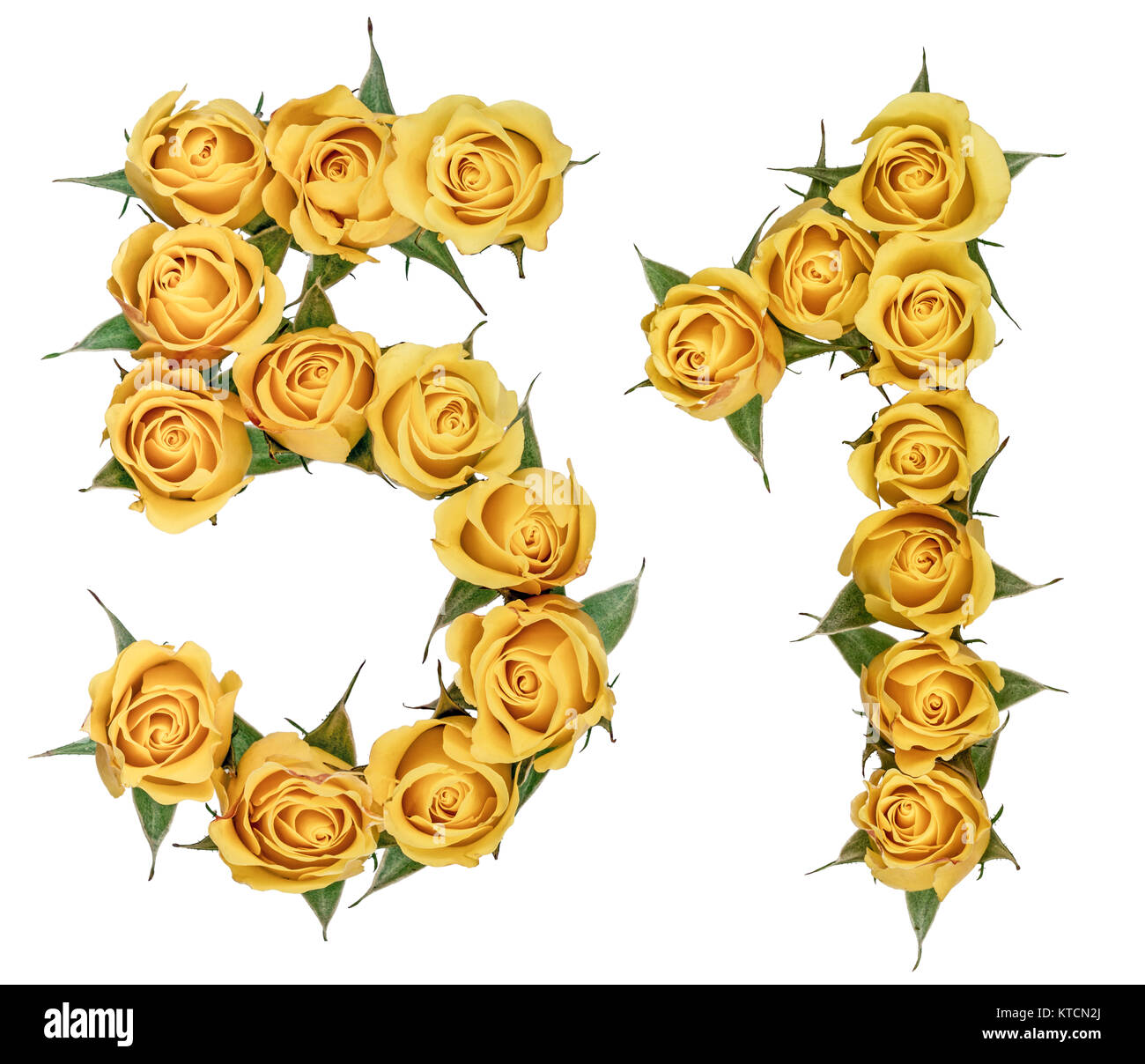 Arabic numeral 51, fifty one, from yellow flowers of rose, isolated on ...