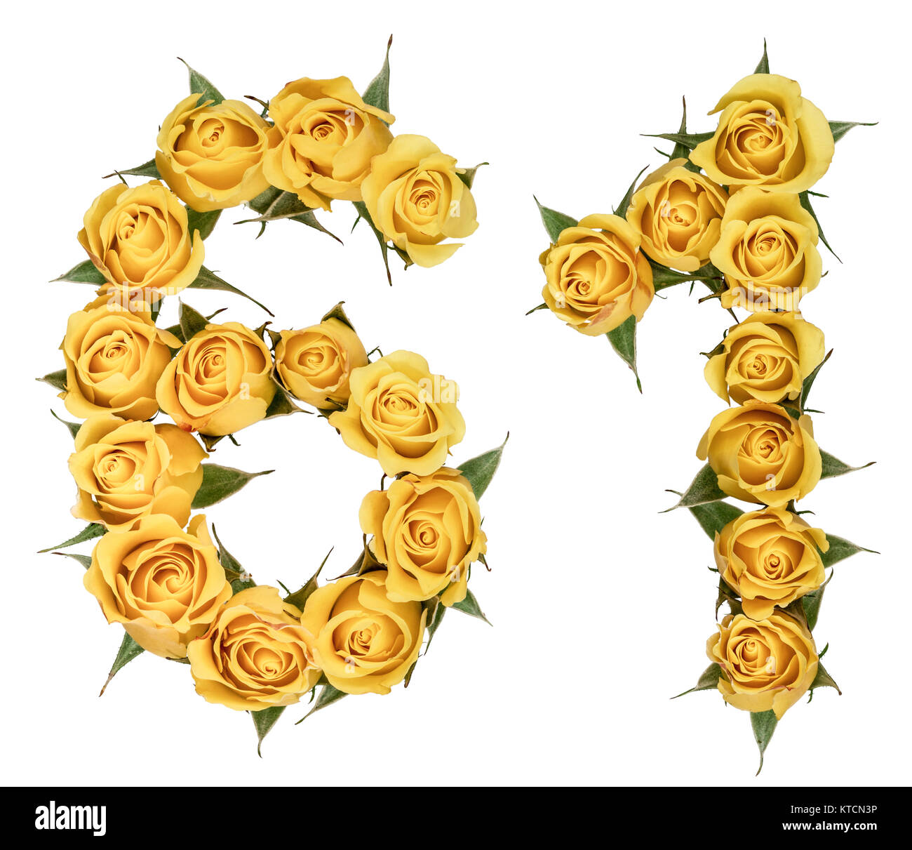 Arabic numeral 61, sixty one, from yellow flowers of rose, isolated on ...