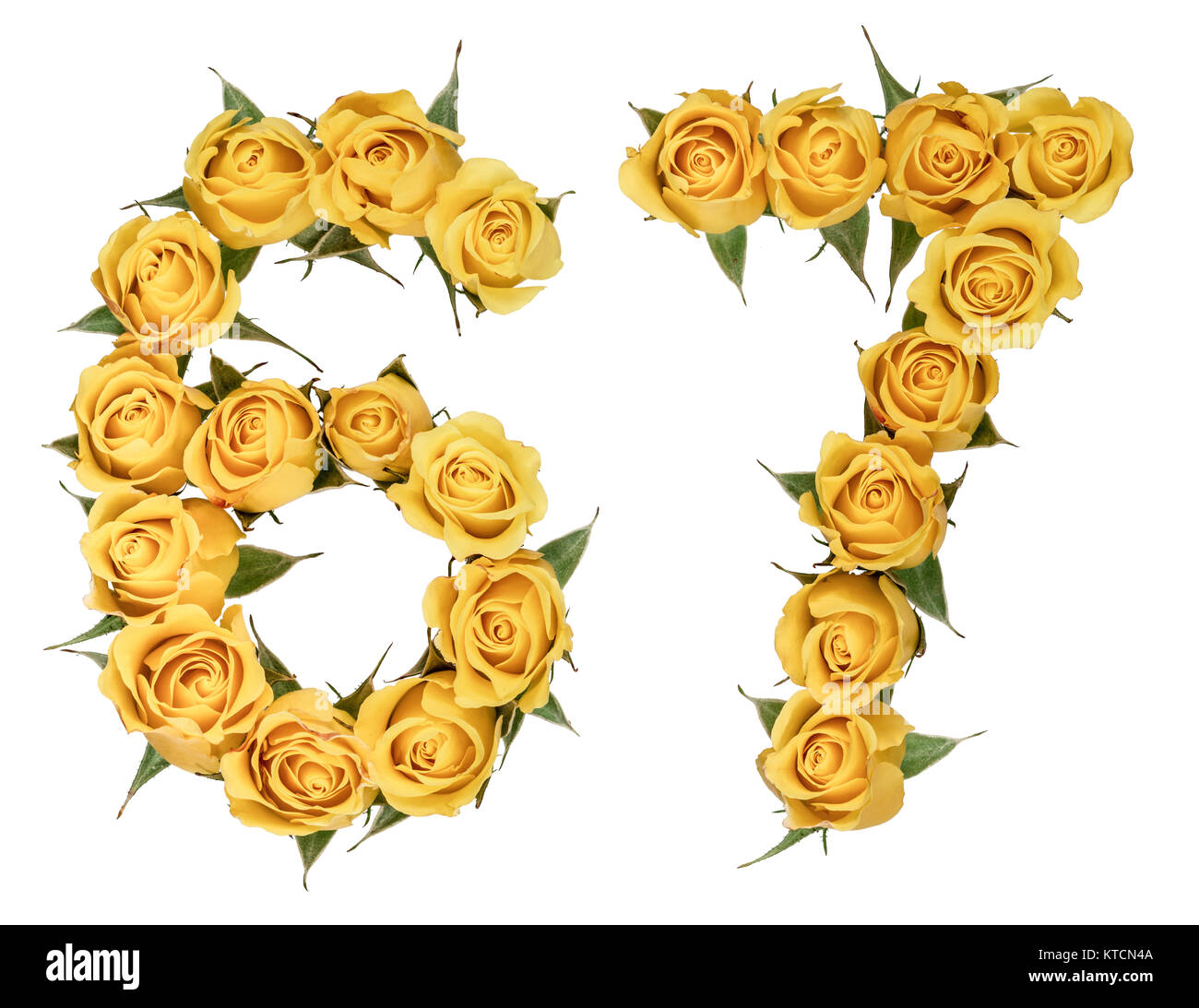 Arabic numeral 67, sixty seven, from yellow flowers of rose, isolated ...