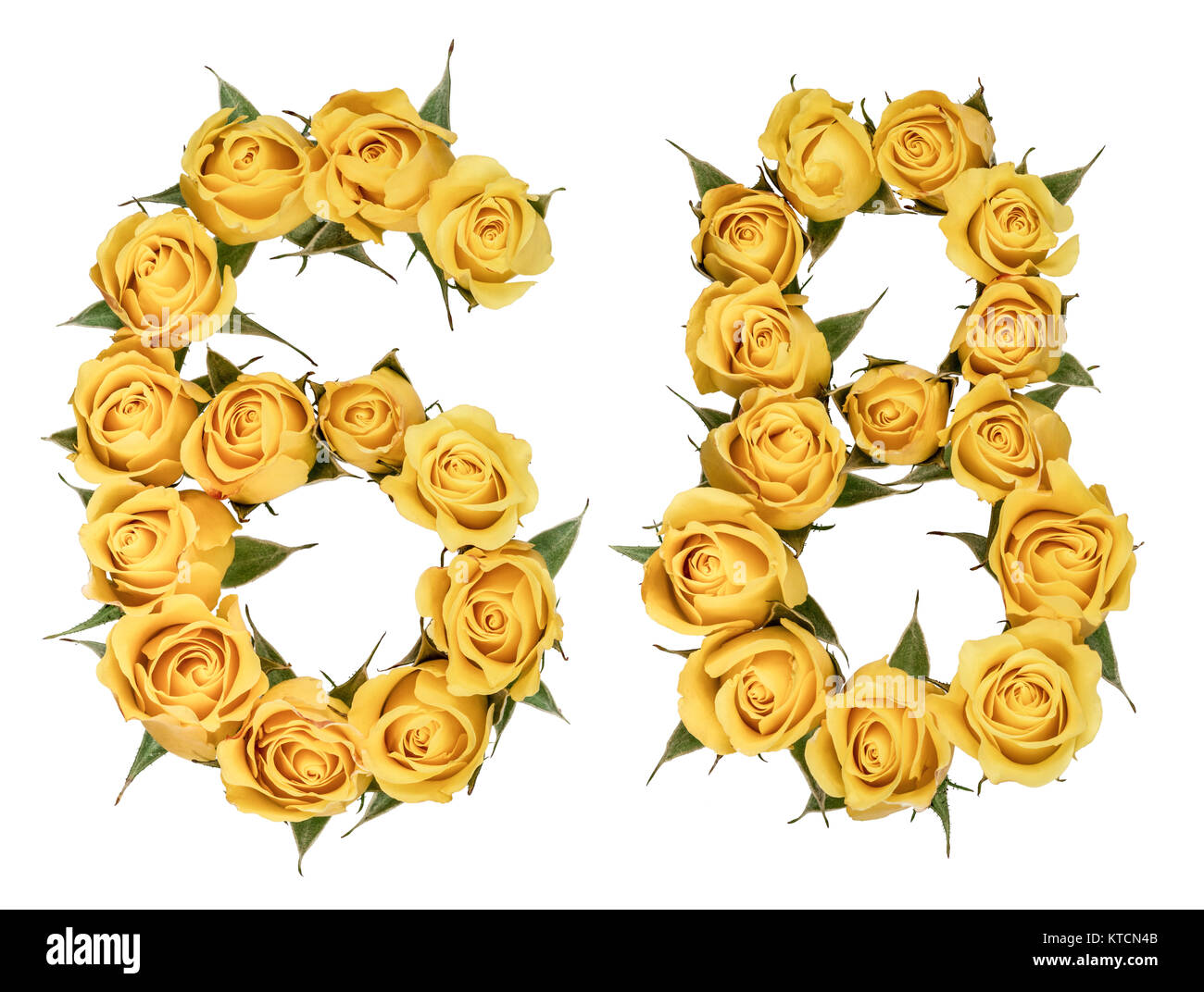 Arabic numeral 68, sixty eight, from yellow flowers of rose, isolated ...