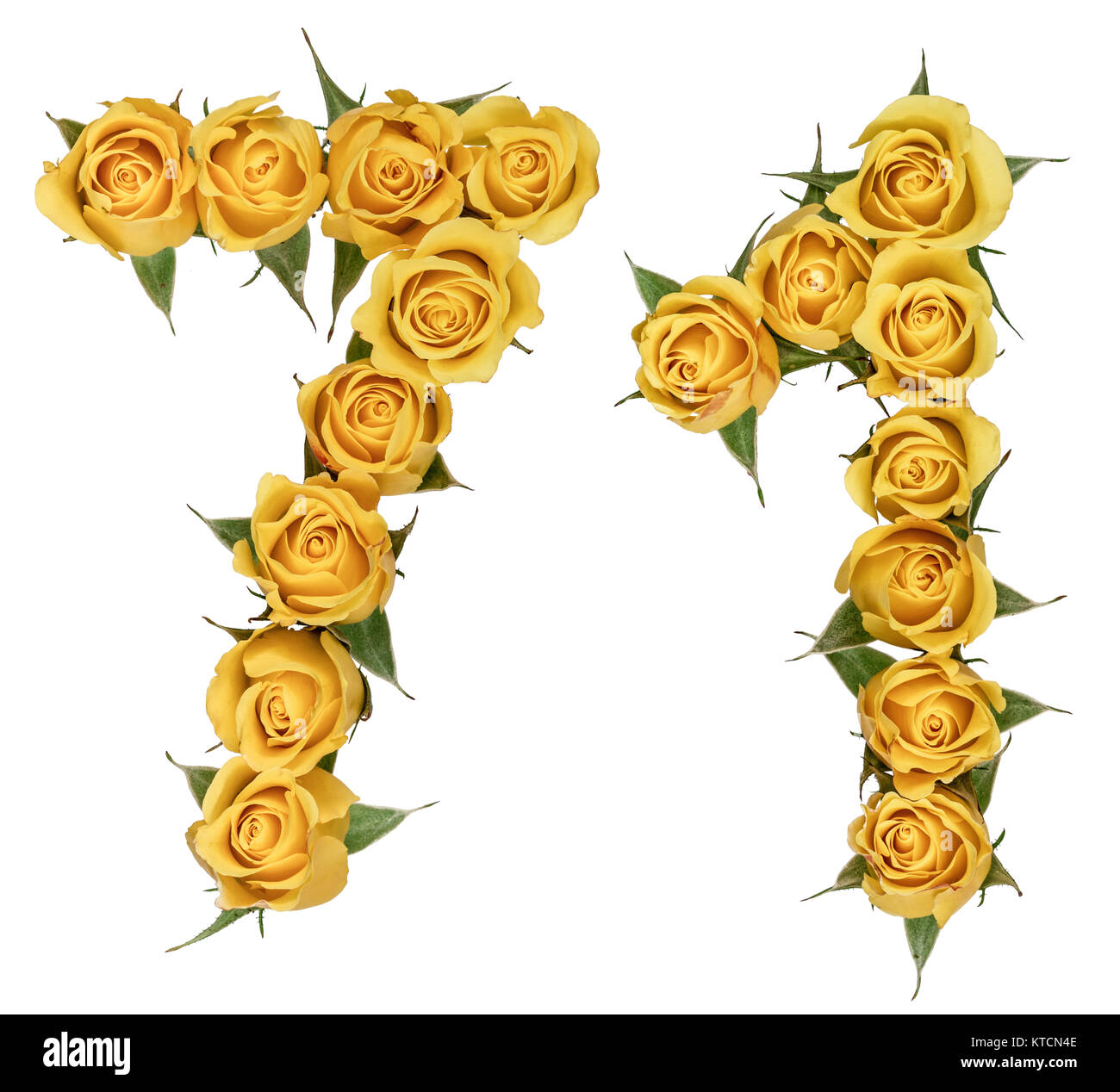 Arabic numeral 71, seventy one, from yellow flowers of rose, isolated ...