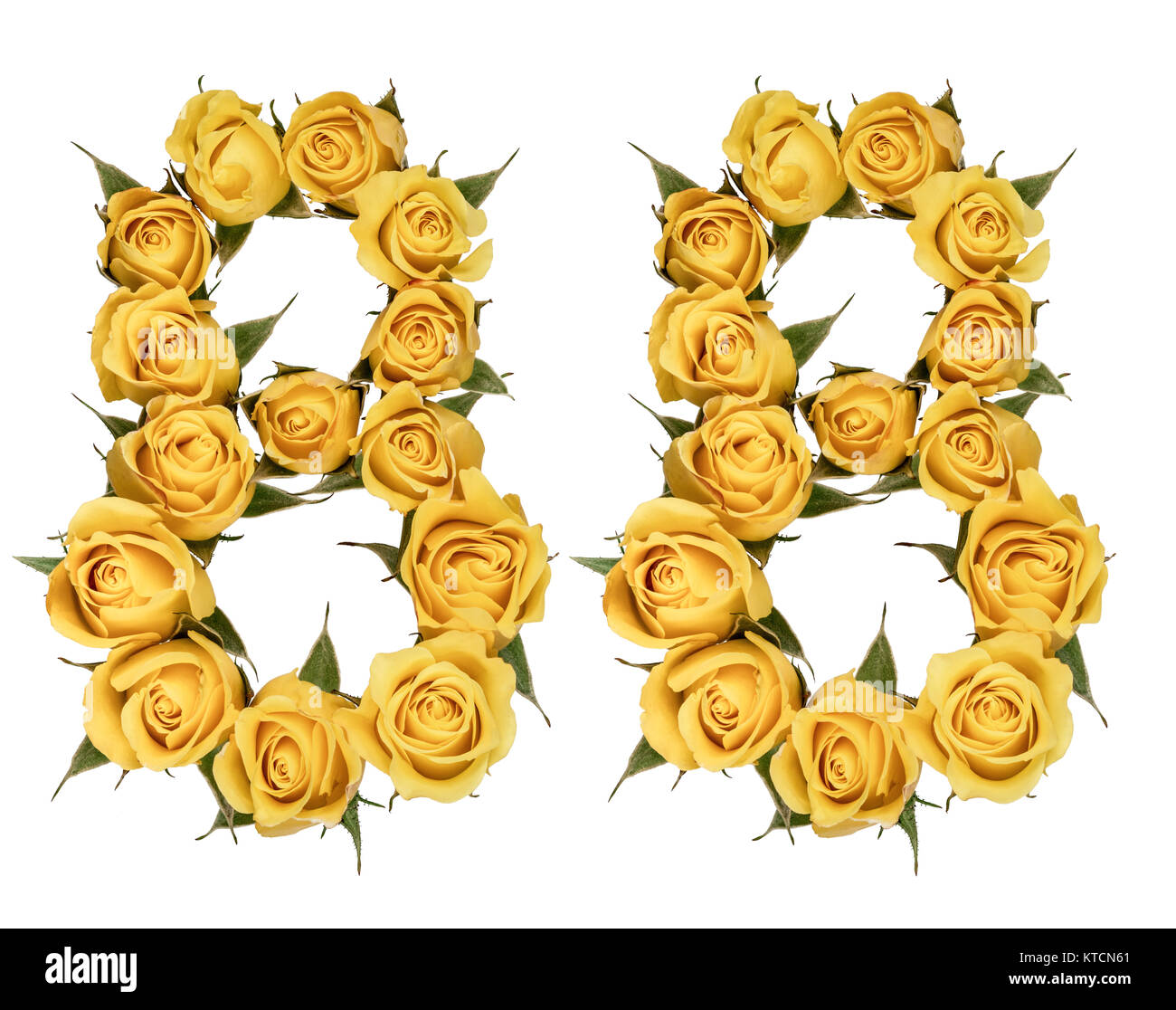 Arabic numeral 88, eighty eight, from yellow flowers of rose, isolated ...