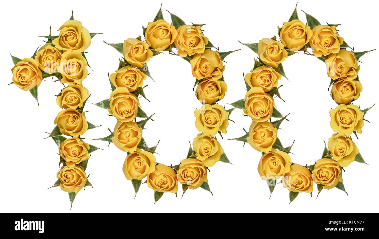 Arabic numeral 100, one hundred, from yellow flowers of rose, isolated ...