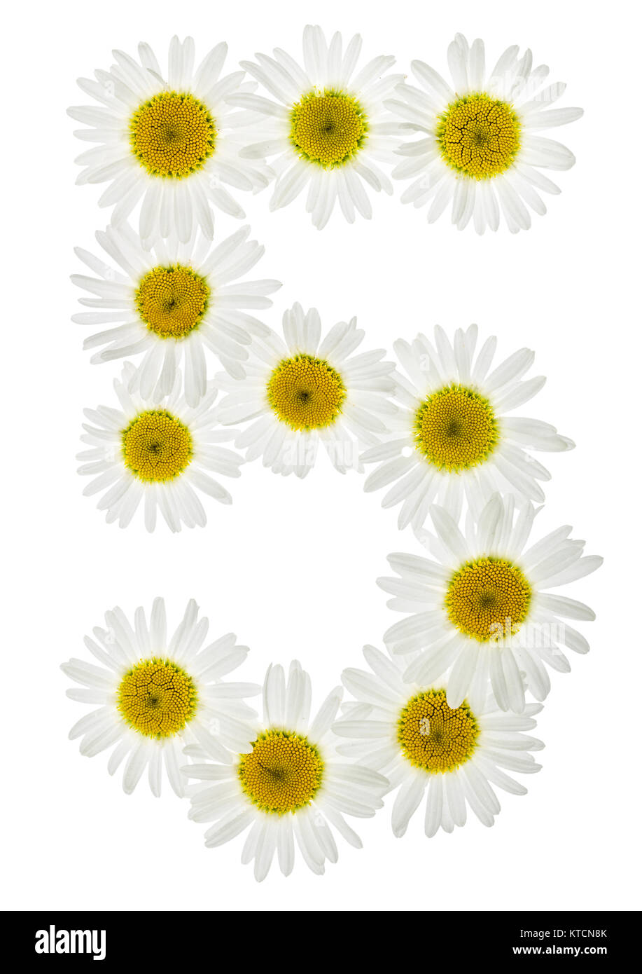 Arabic numeral 5, five, from white flowers of chamomile, isolated on ...