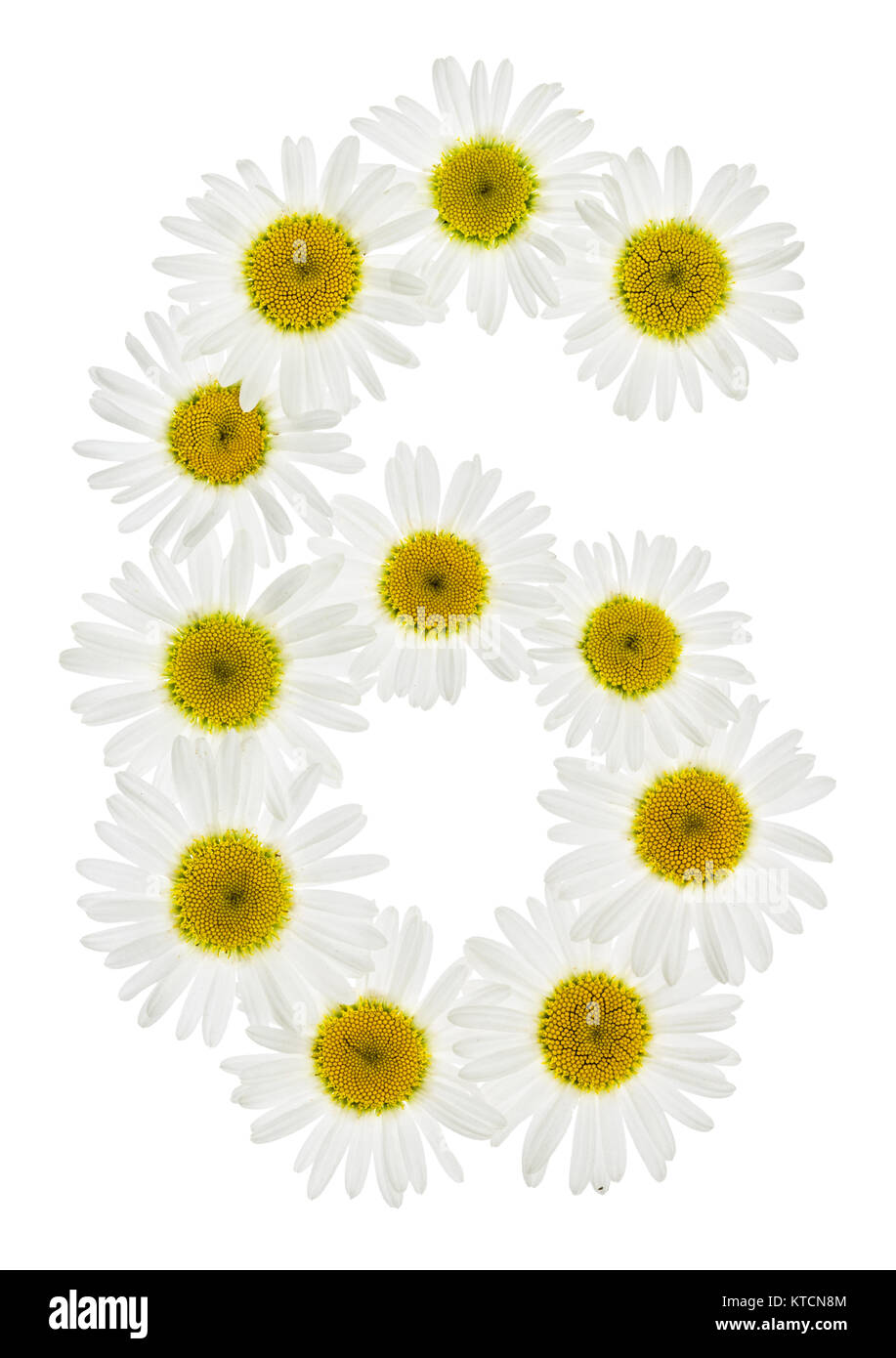Arabic numeral 6, six, from white flowers of chamomile, isolated on ...