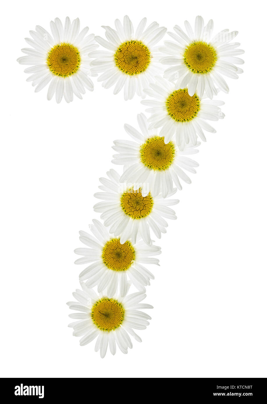 Arabic numeral 7, seven, from white flowers of chamomile, isolated on ...