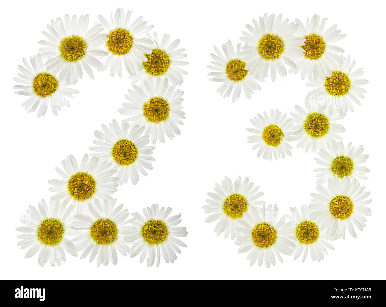 Arabic numeral 23, twenty three, from white flowers of chamomile ...