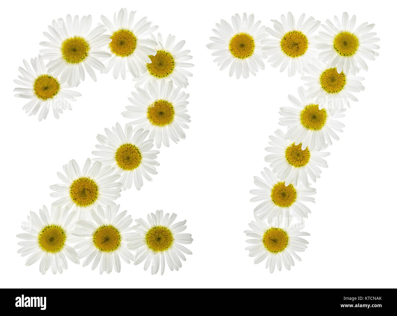 Arabic numeral 27, twenty seven, from white flowers of chamomile ...