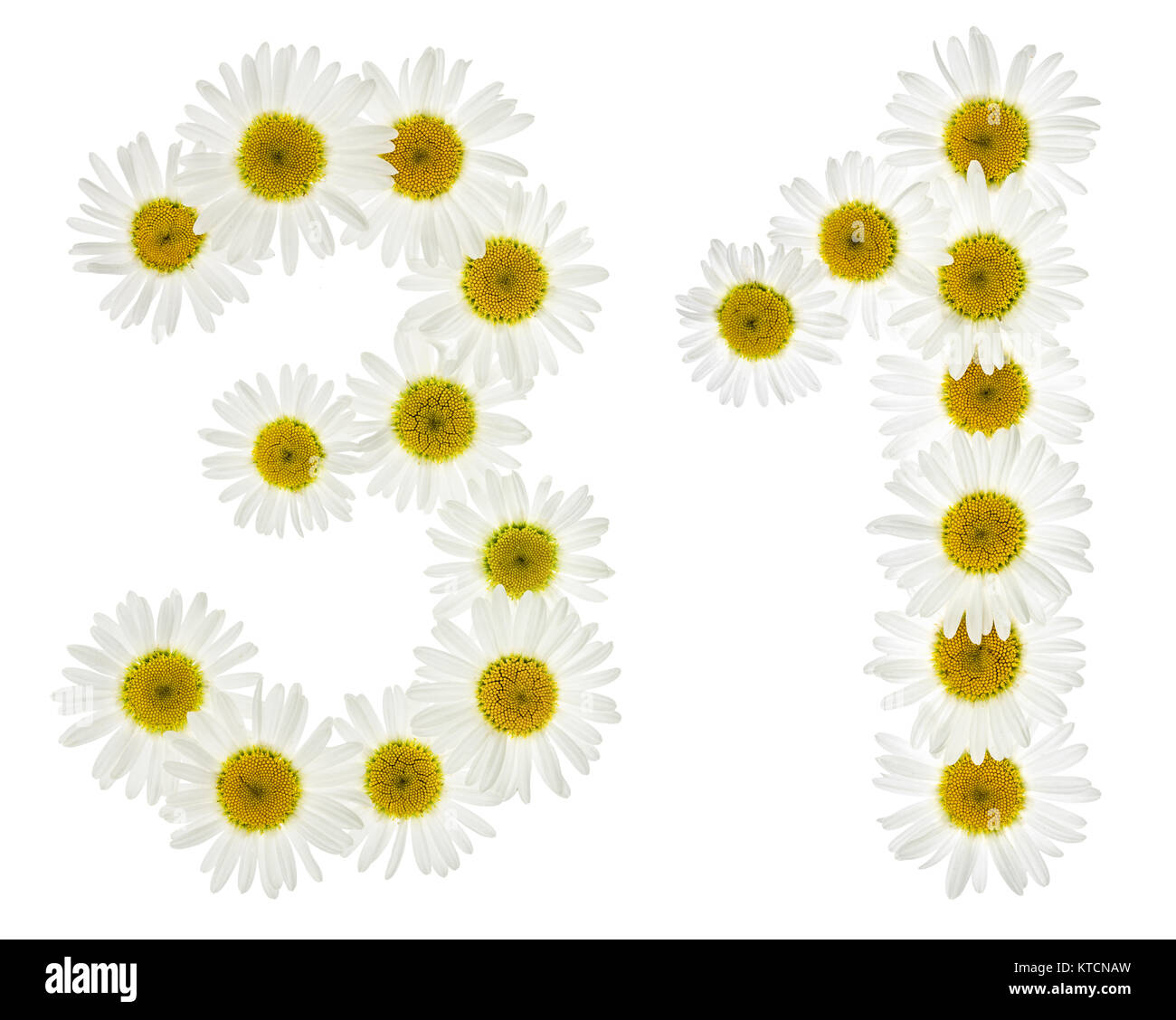 Arabic numeral 31, thirty one, from white flowers of chamomile ...
