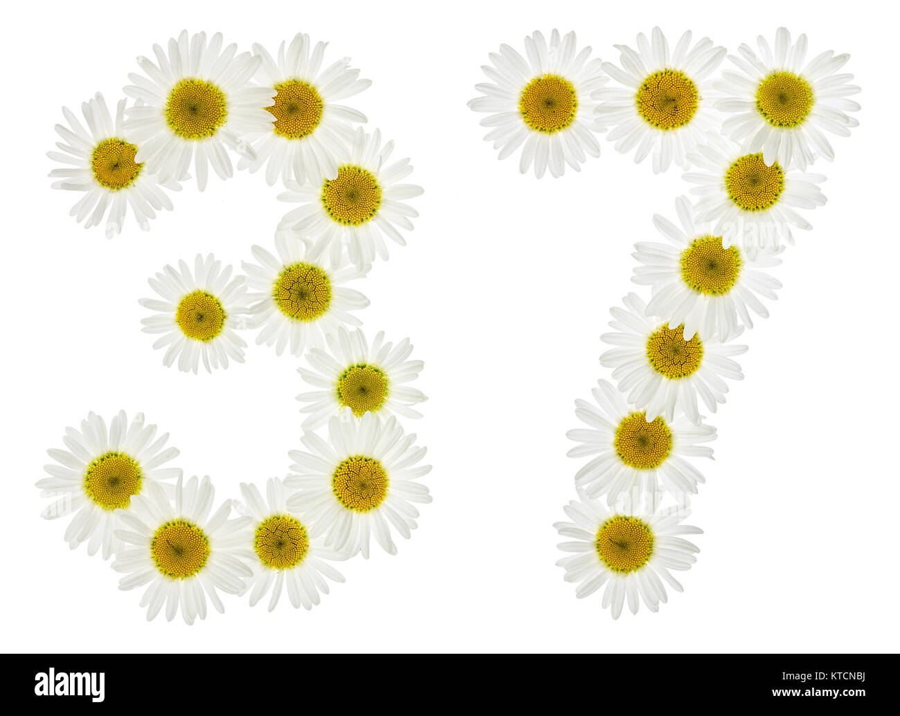 Arabic numeral 37, thirty seven, from white flowers of chamomile ...