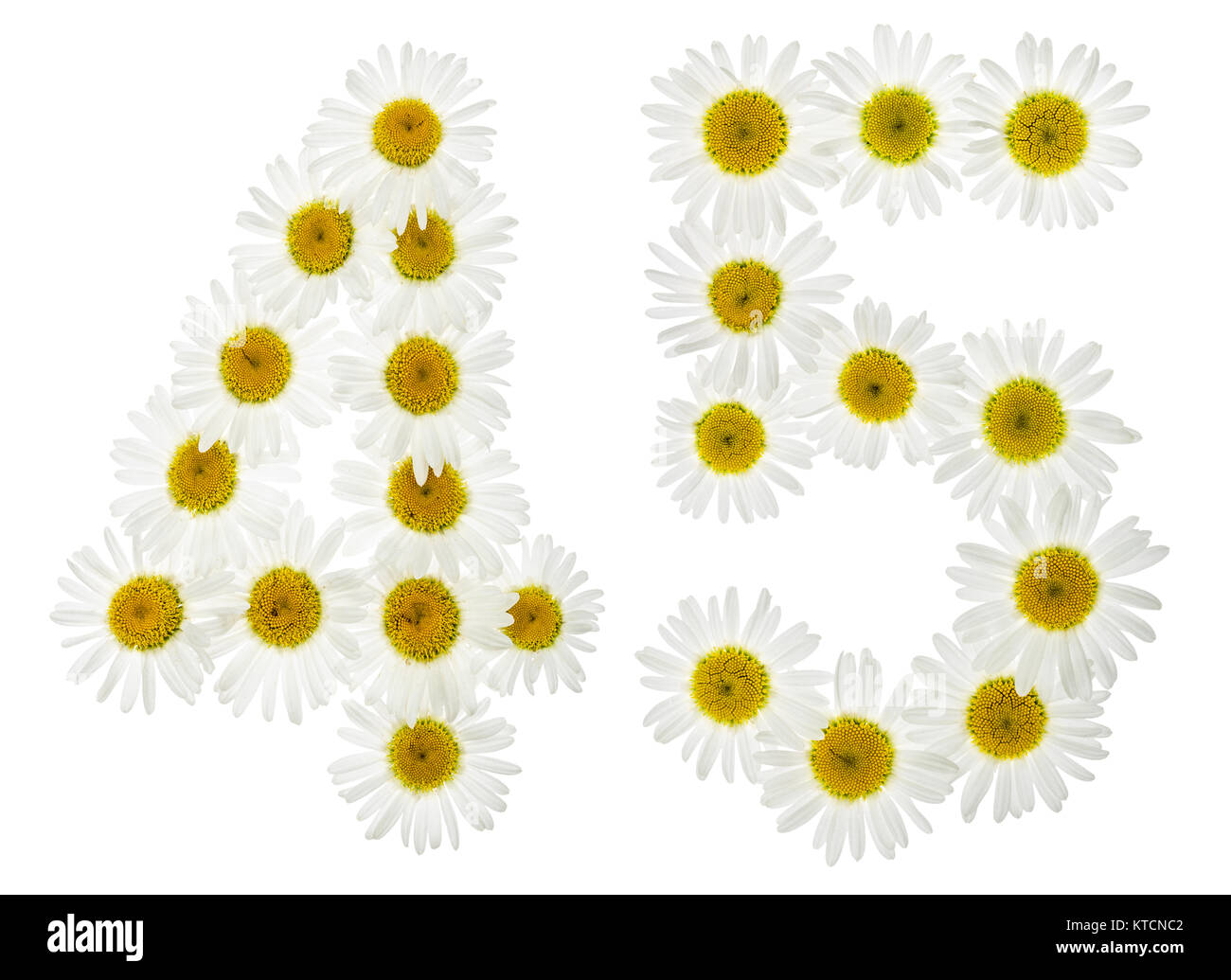Arabic numeral 45, forty five, from white flowers of chamomile ...