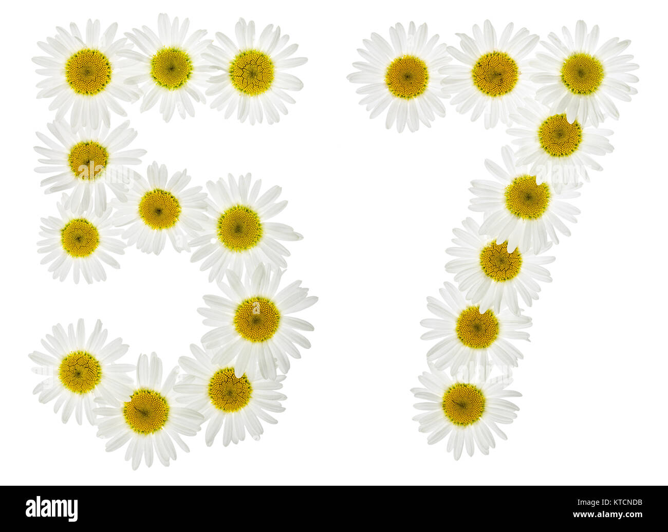 Arabic numeral 57, fifty seven, from white flowers of chamomile ...