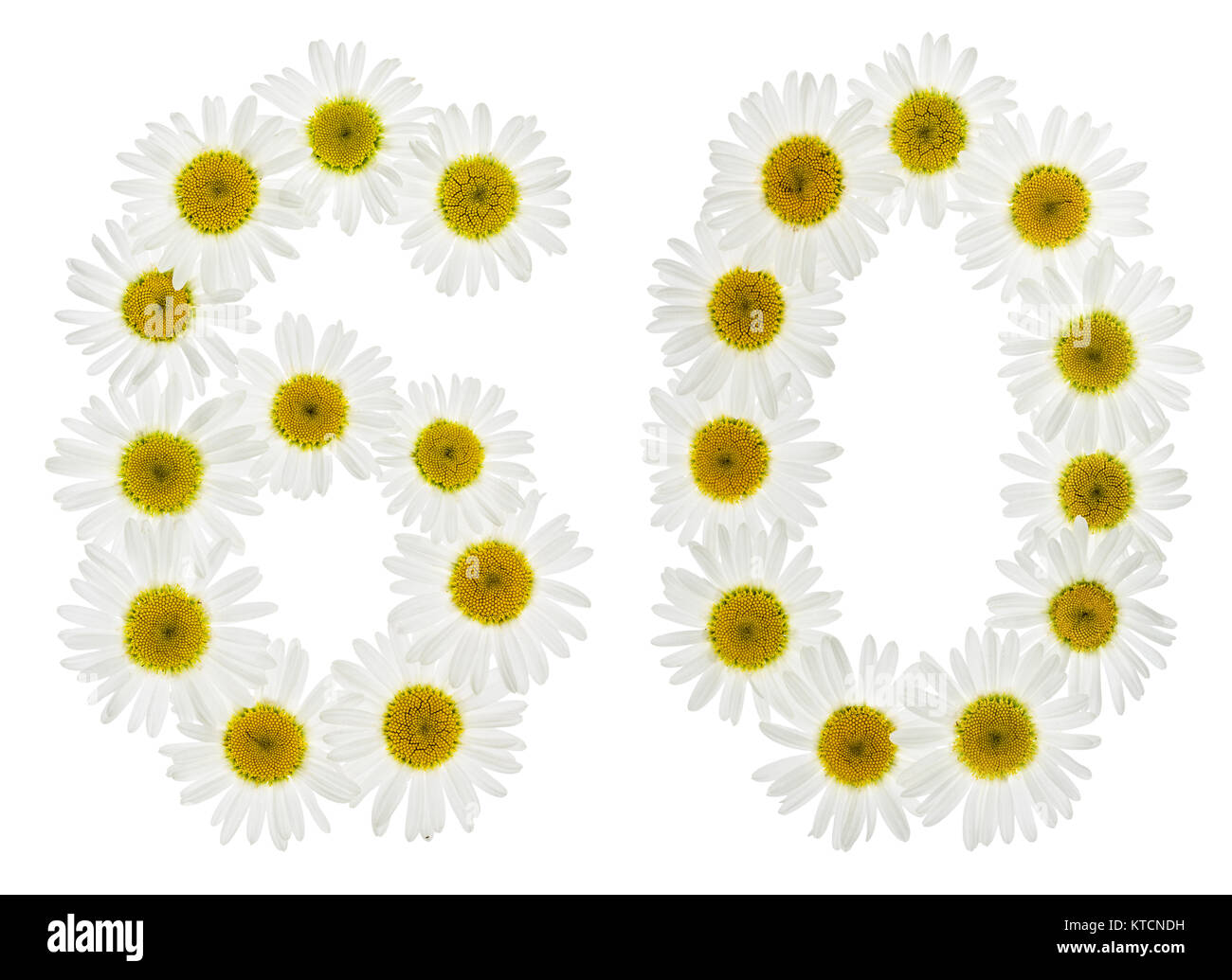 Arabic numeral 60, sixty, from white flowers of chamomile, isolated on ...