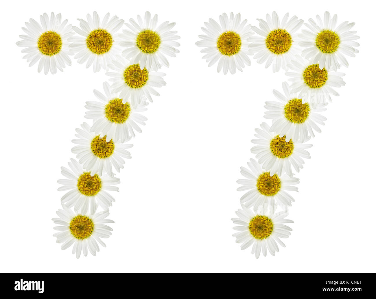 Arabic numeral 77, seventy seven, from white flowers of chamomile ...