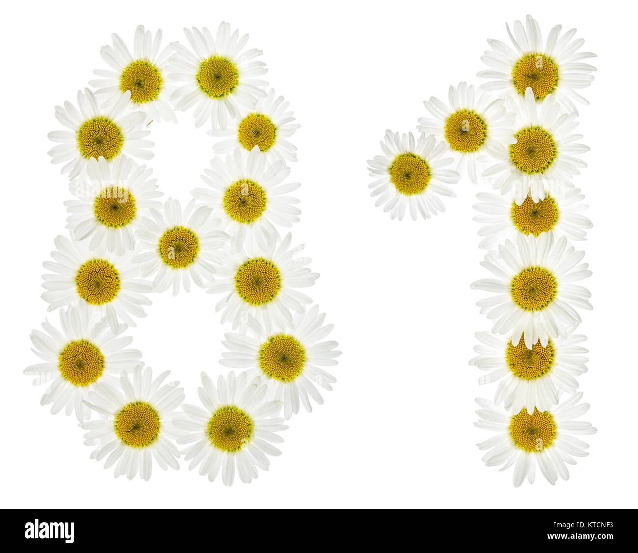 Arabic numeral 81, eighty one, from white flowers of chamomile ...