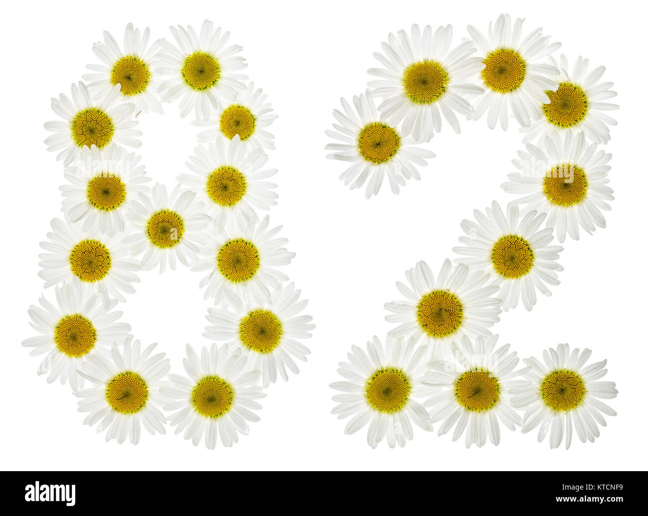 Arabic numeral 82, eighty two, from white flowers of chamomile ...