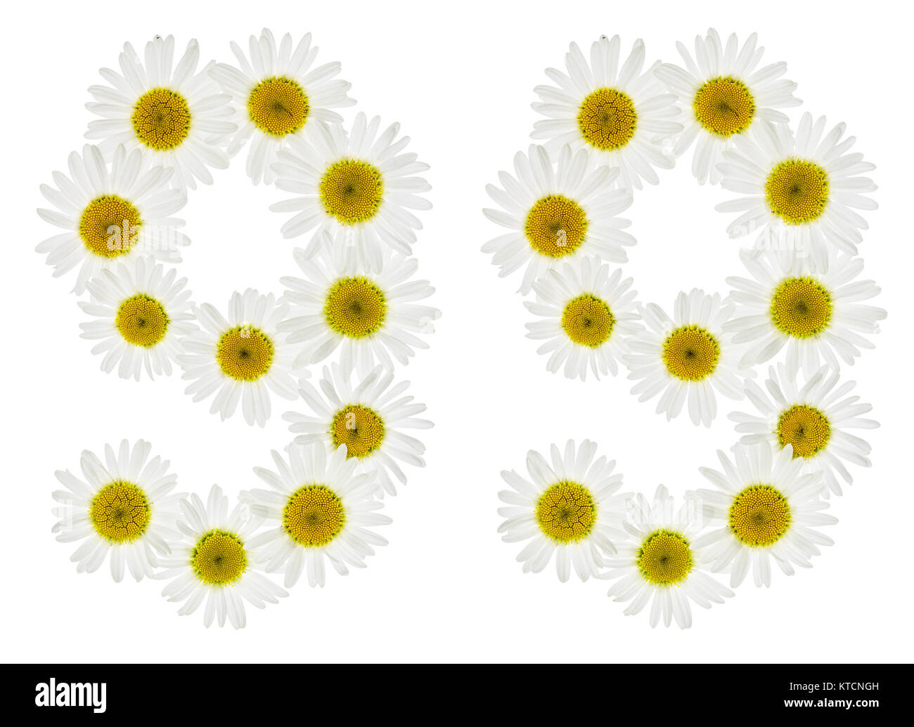 Arabic numeral 99, ninety nine, from white flowers of chamomile ...