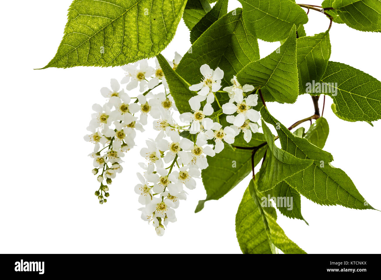 Flowering of bird cherry tree, isolated on white background Stock Photo ...