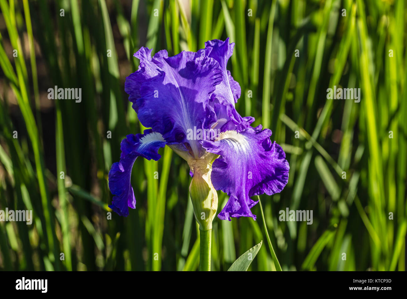 Flower of the iris in the garden in the glare of the setting sun Stock ...