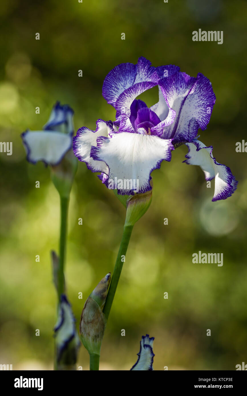 Flower of the iris in the garden in the glare of the setting sun Stock ...