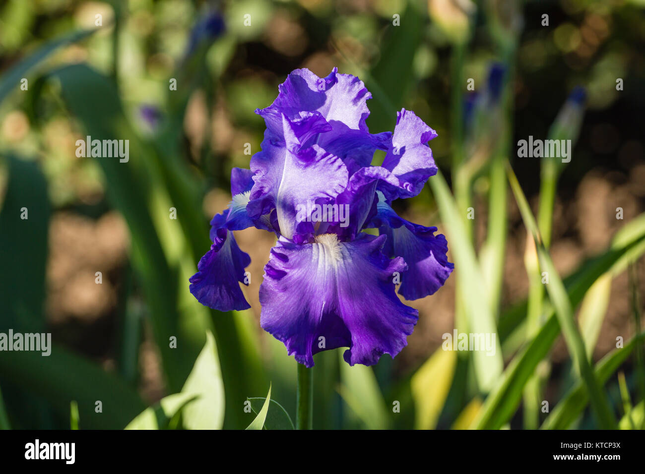 Flower of the iris in the garden in the glare of the setting sun Stock ...