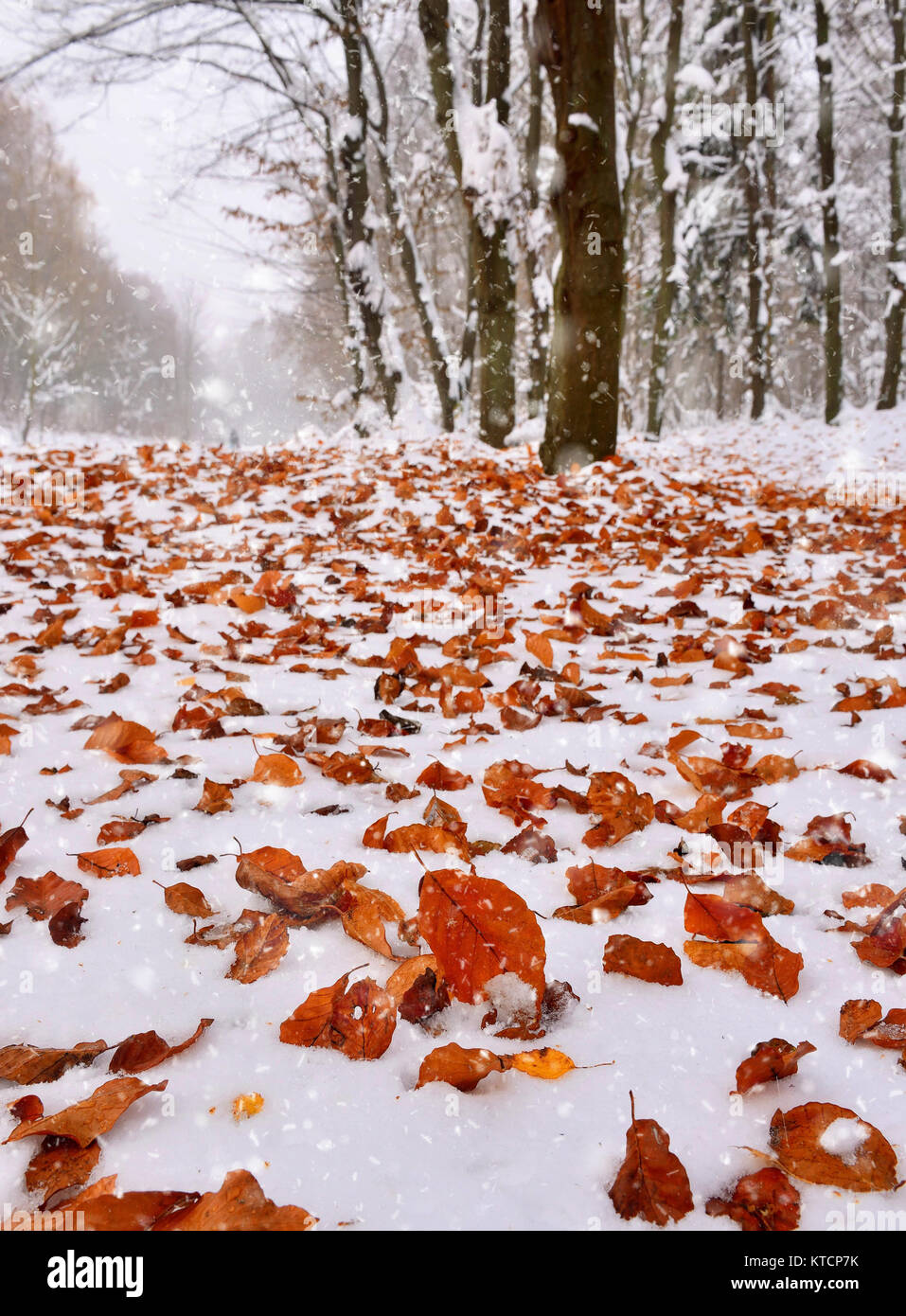 Fall Leaves Falling With Snow