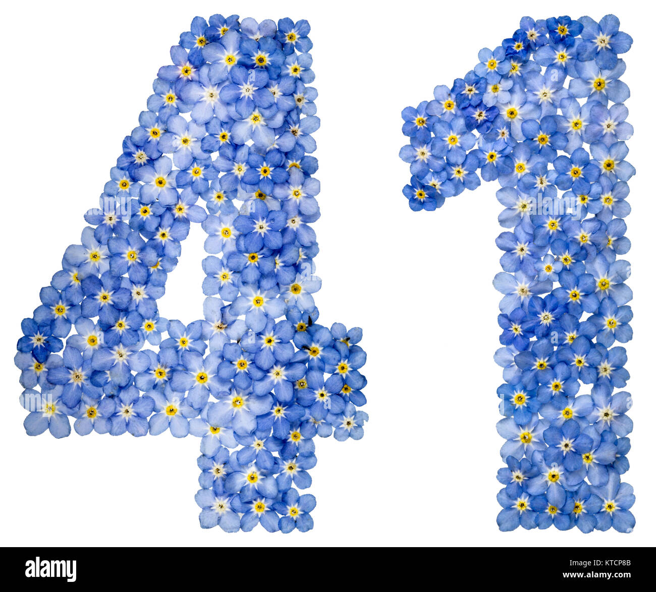 Arabic numeral 41, forty one, from blue forget-me-not flowers, isolated ...