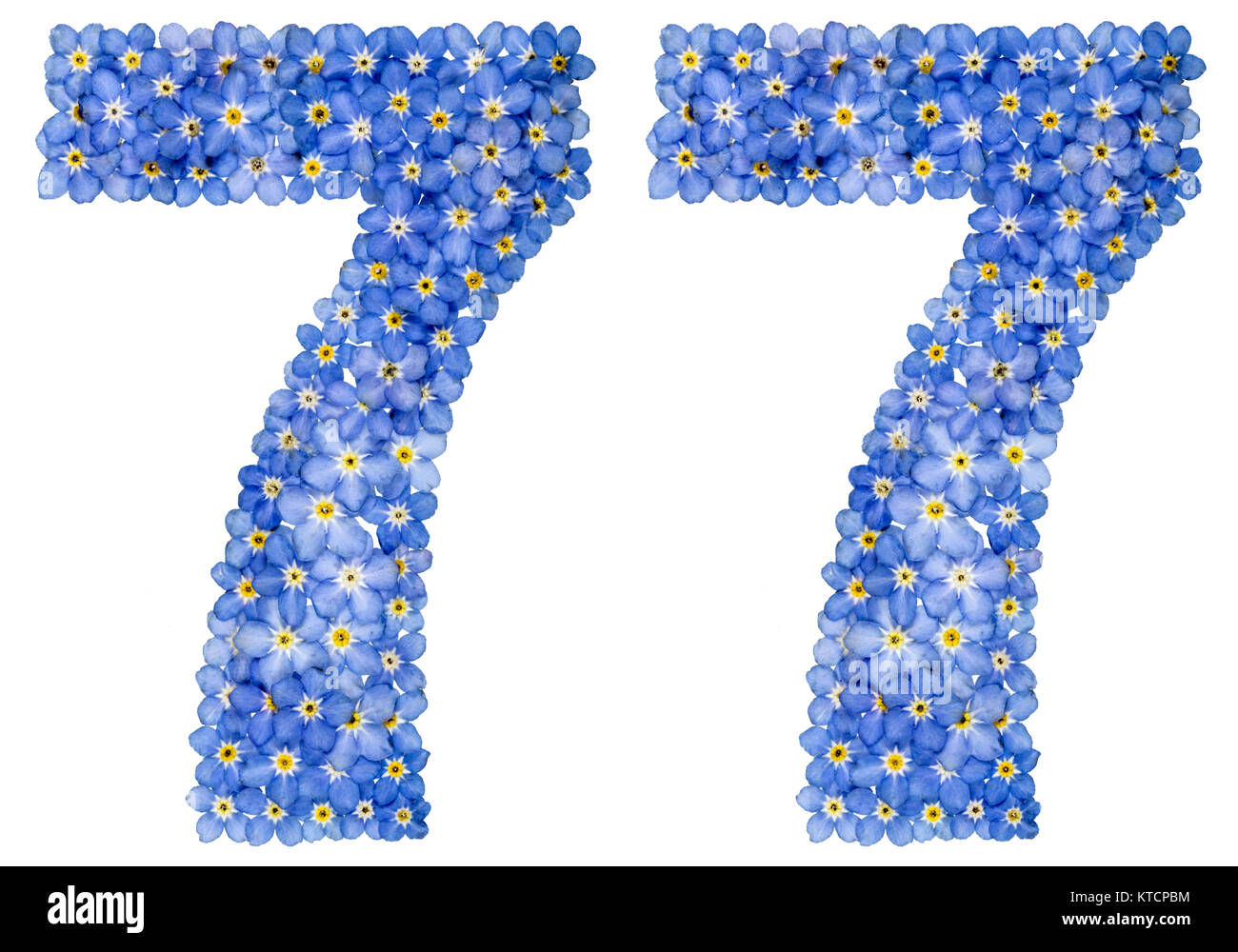 Arabic numeral 77, seventy seven, from blue forget-me-not flowers ...