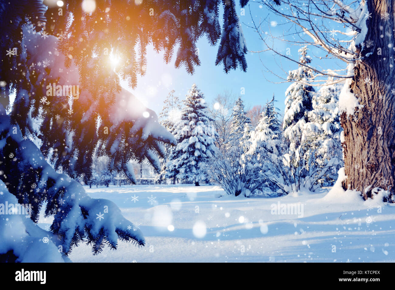 Snow-covered tree branch at sunset Stock Photo - Alamy
