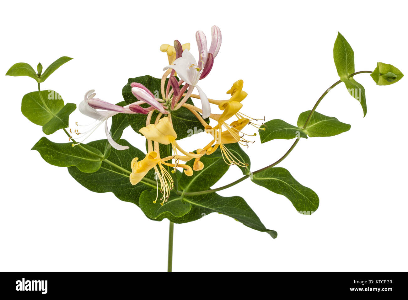 Flowers of honeysuckle, lat. Lonicera caprifolium, isolated on white ...