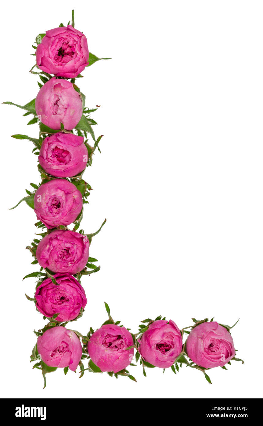 Letter L alphabet from flowers of roses, isolated on white background ...