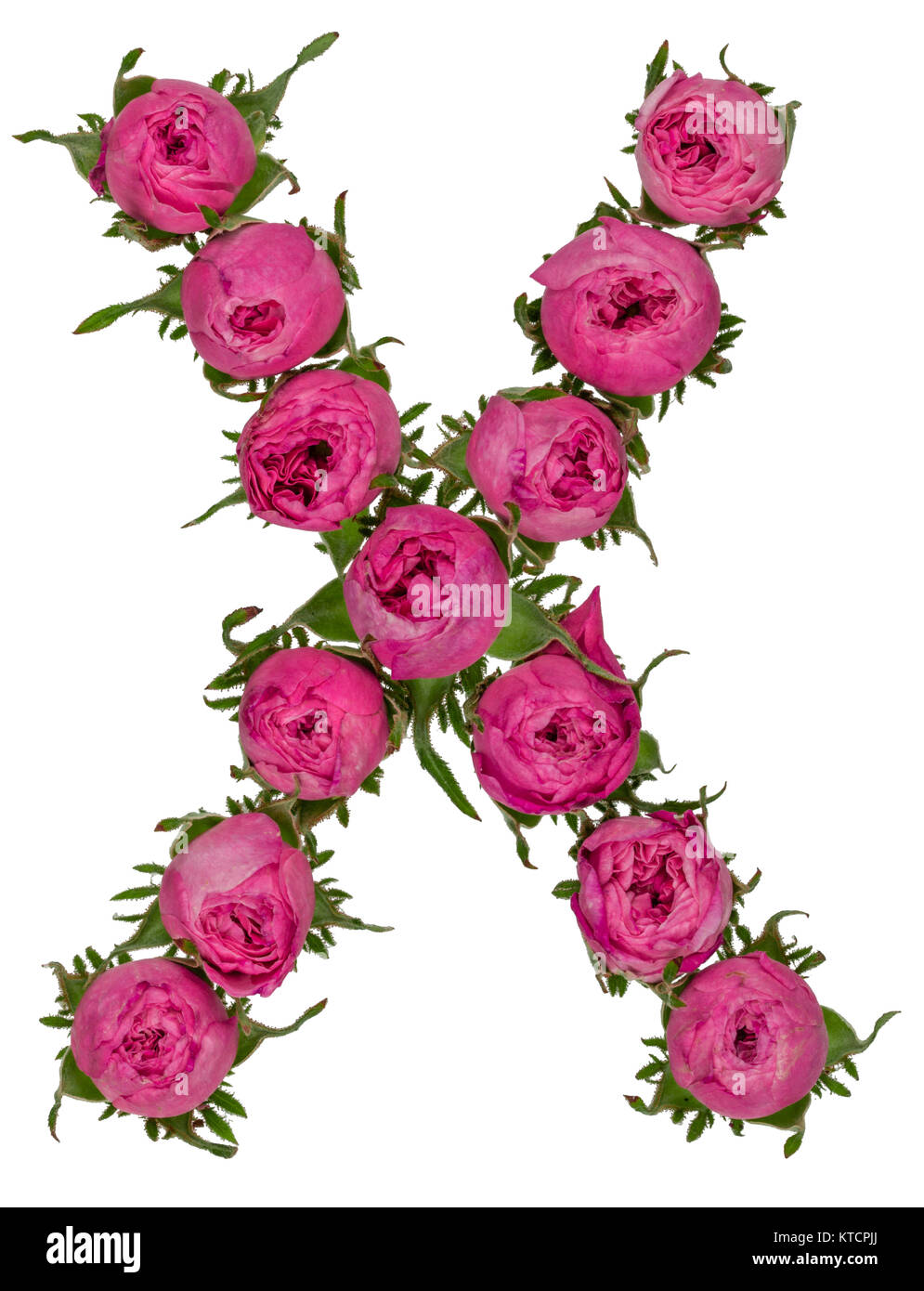 Letter X alphabet from flowers of roses, isolated on white background ...