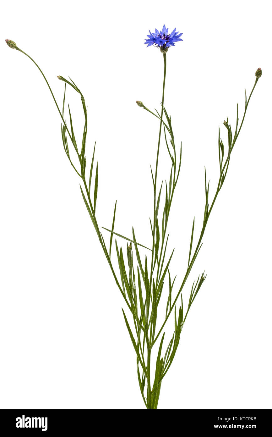 Garden centaurea cyanus Cut Out Stock Images & Pictures - Alamy
